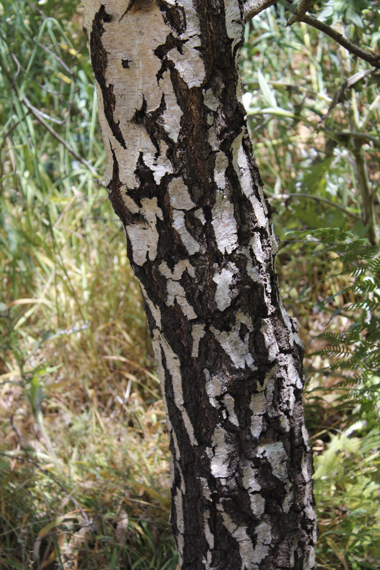 Betula pendula