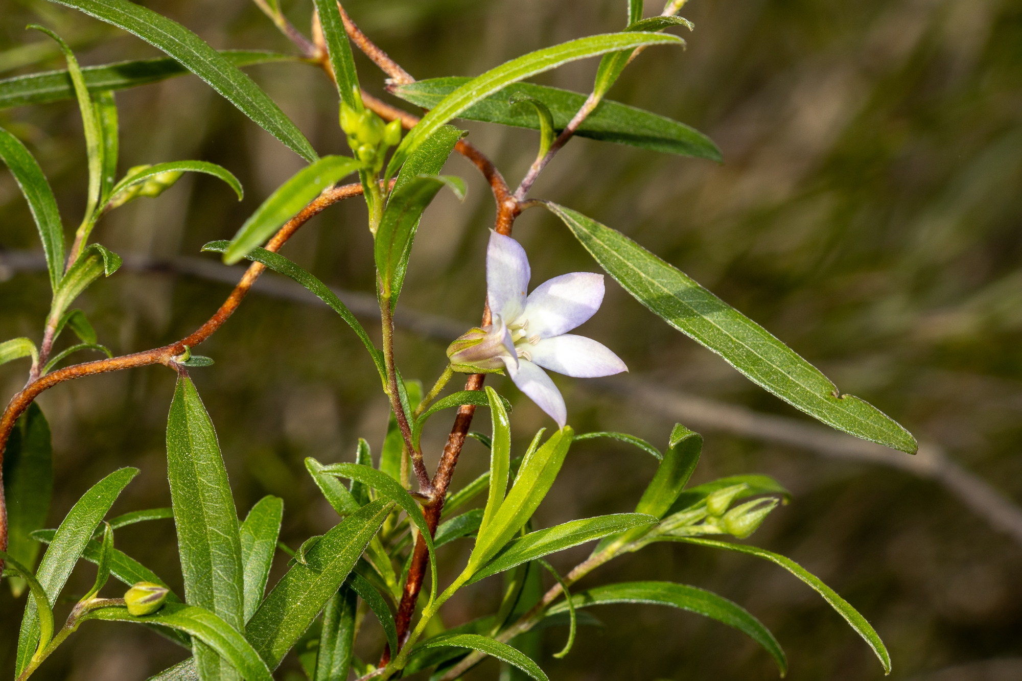 Billardiera cymosa subsp. cymosa