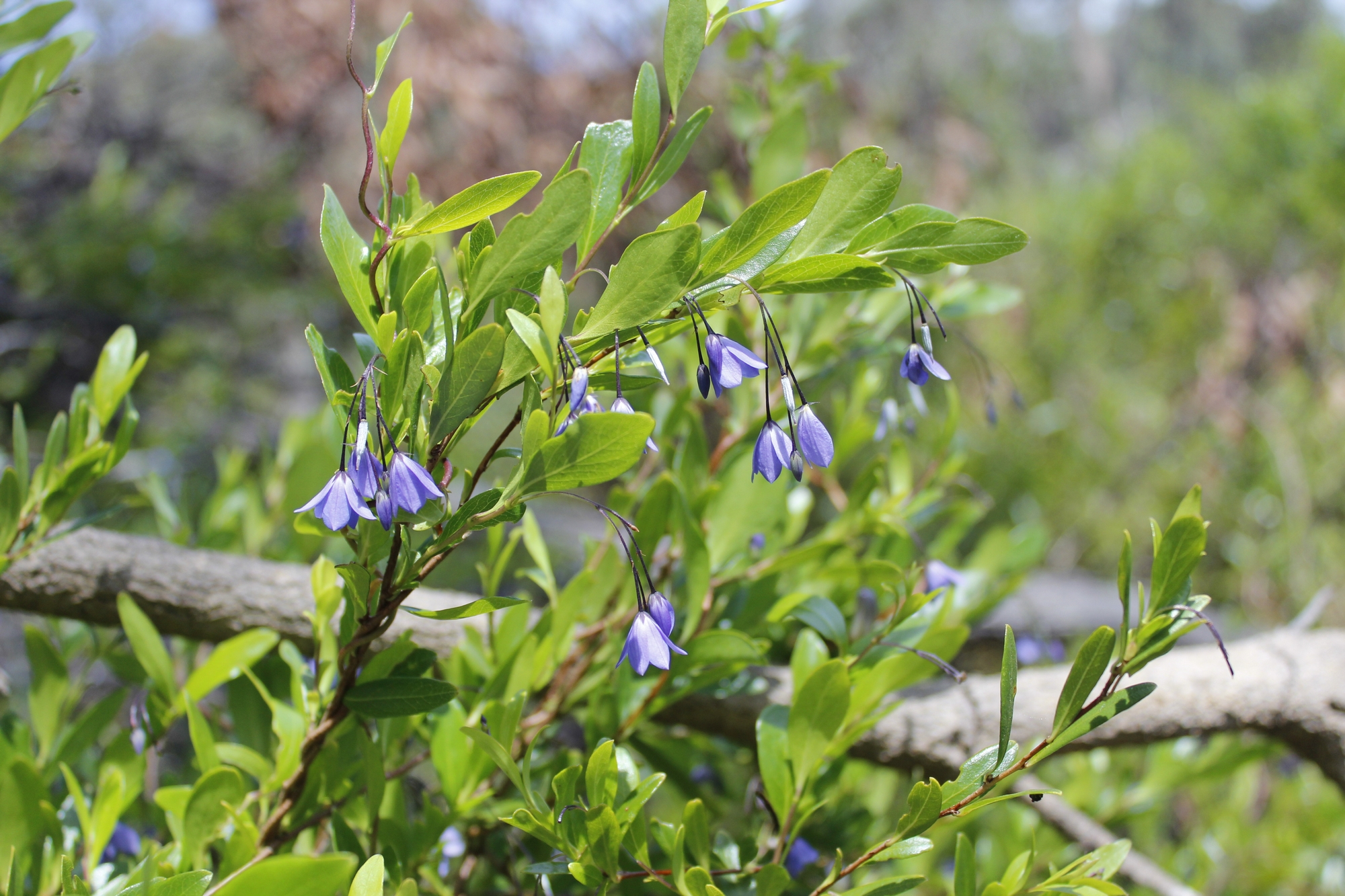 Billardiera heterophylla
