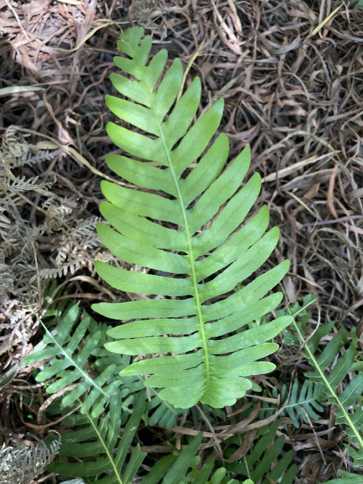 Blechnum nudum