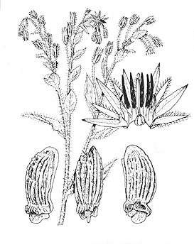 Borago officinalis