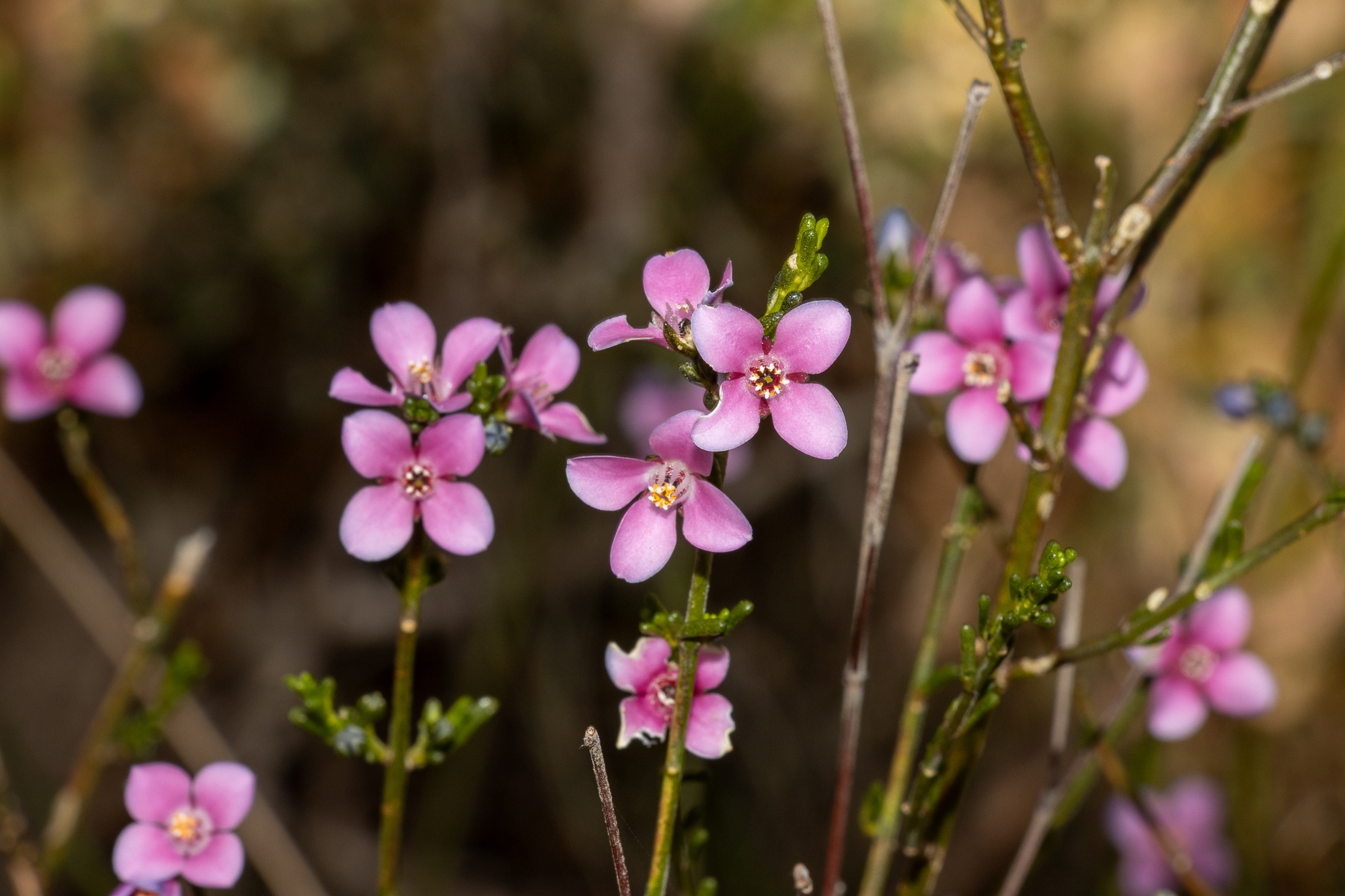 Boronia coerulescens subsp. coerulescens
