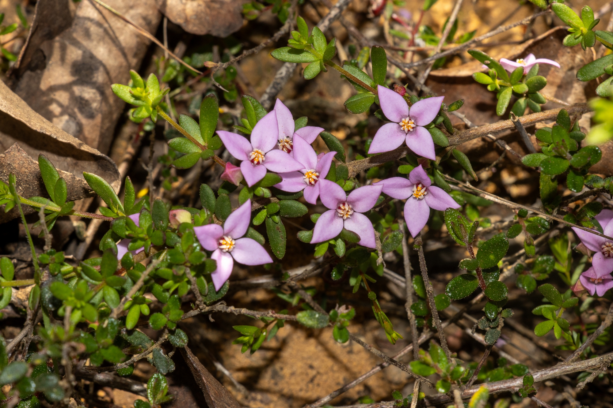 Boronia edwardsii