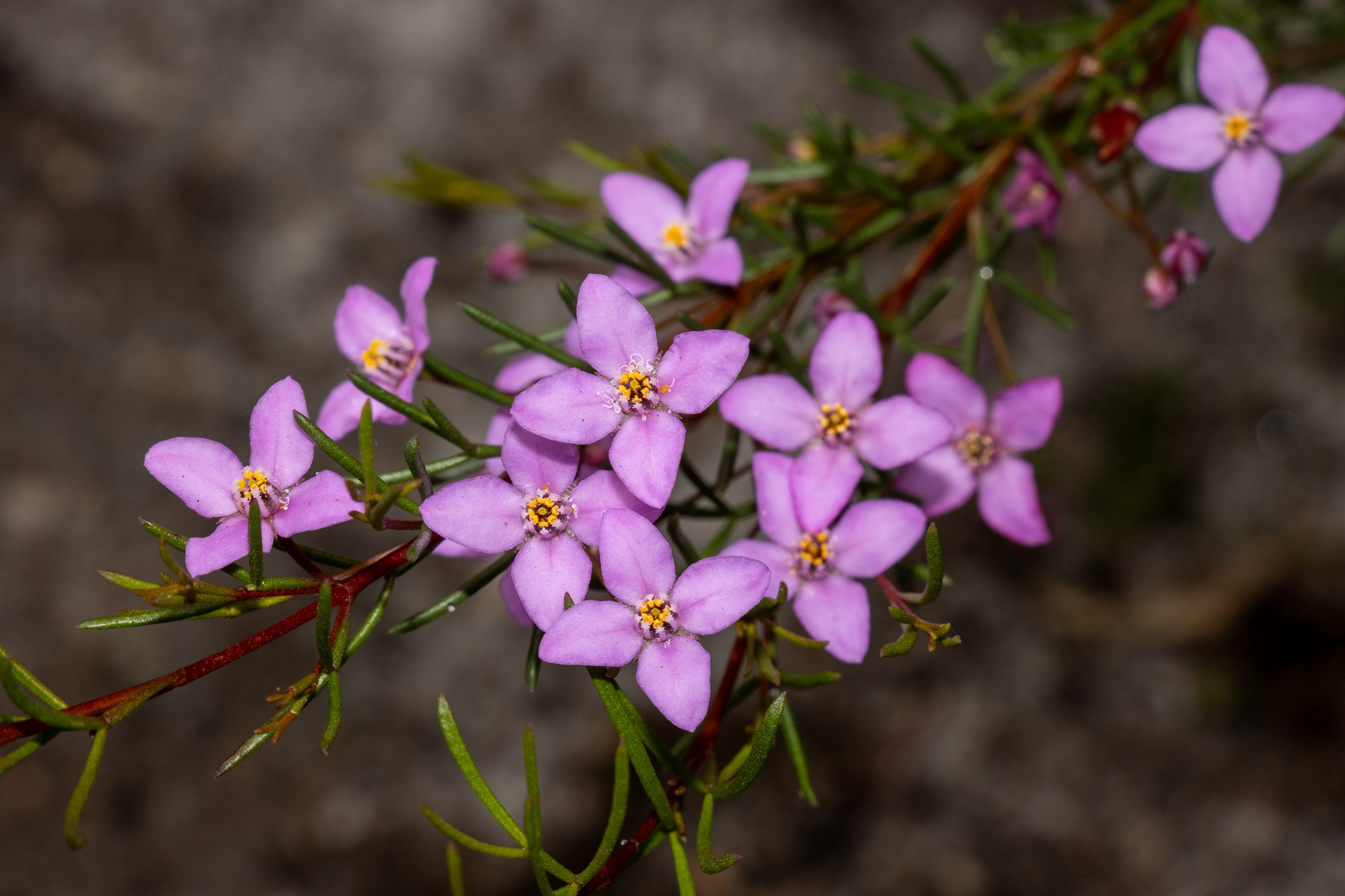 Boronia filifolia