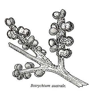 Botrychium australe