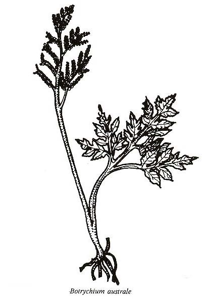 Botrychium australe
