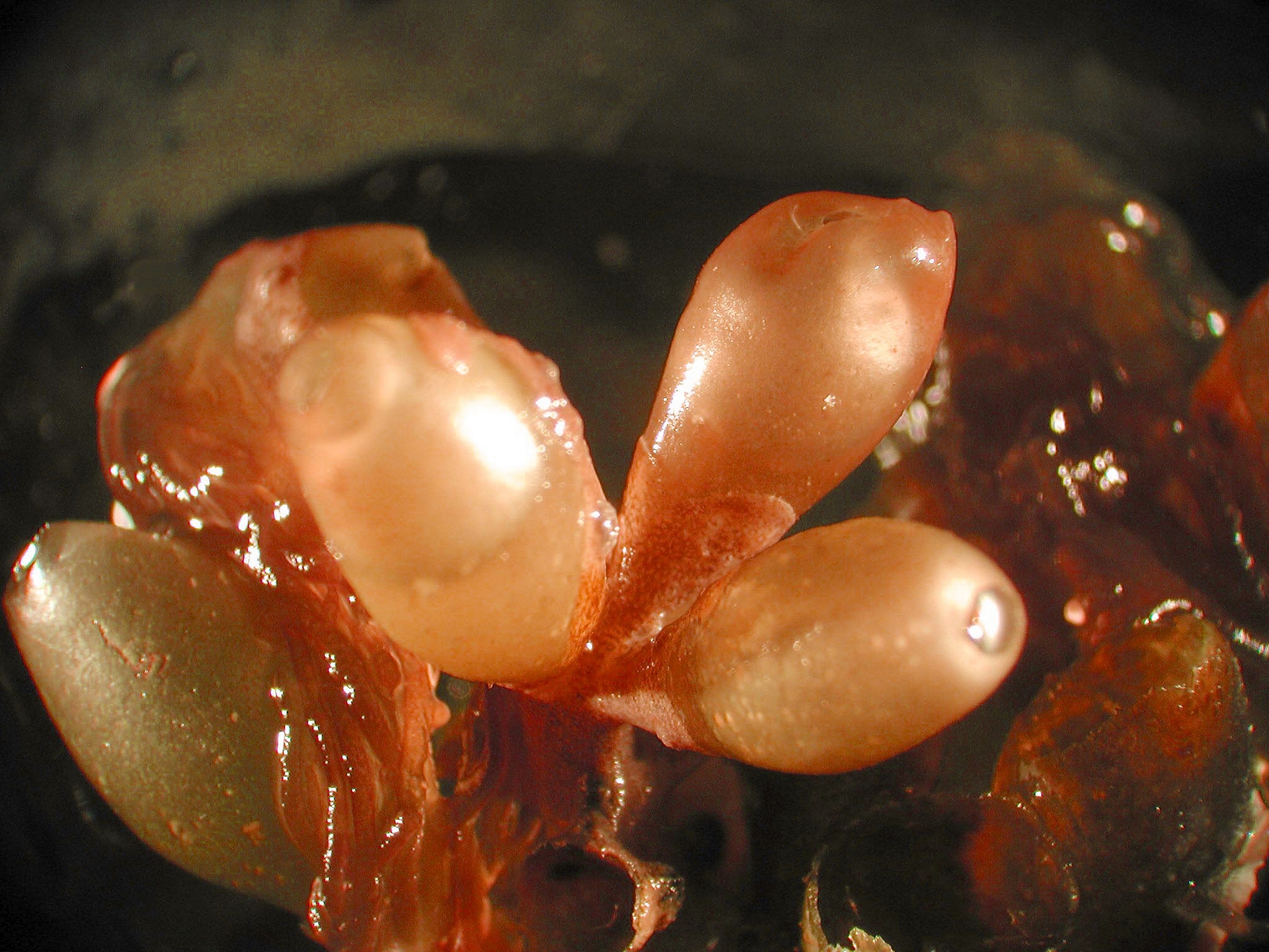 Botryocladia sonderi