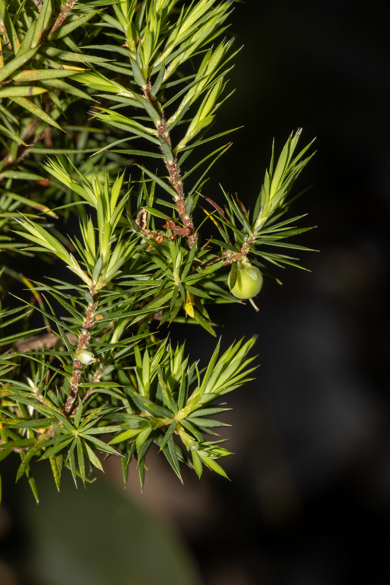 Brachyloma ericoides subsp. bicolor