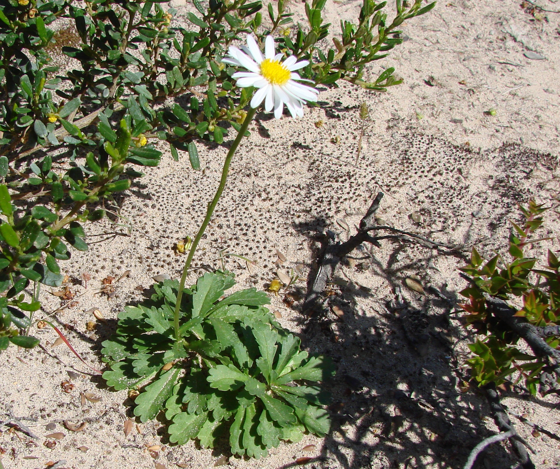Brachyscome cuneifolia