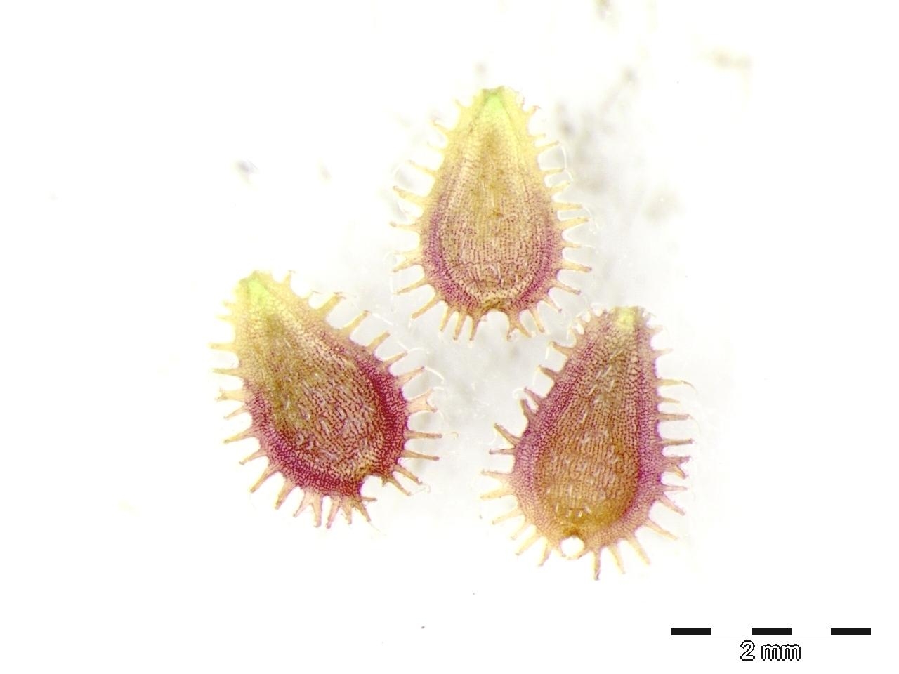 Brachyscome perpusilla