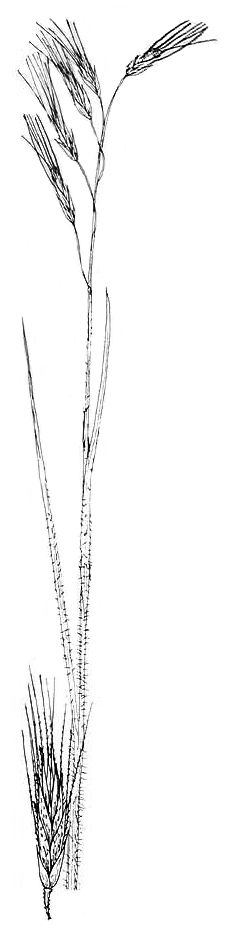 Bromus arenarius