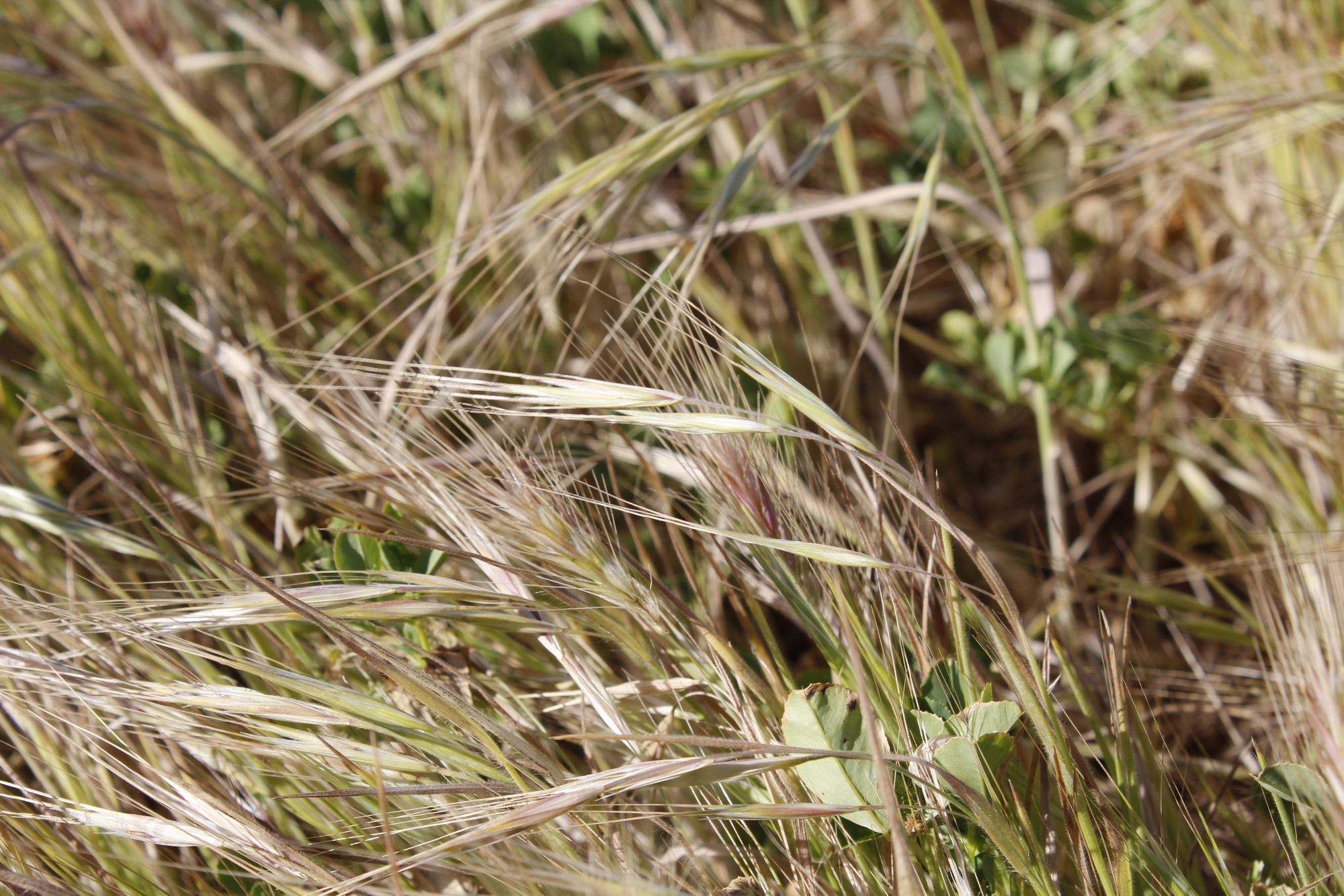 Bromus diandrus