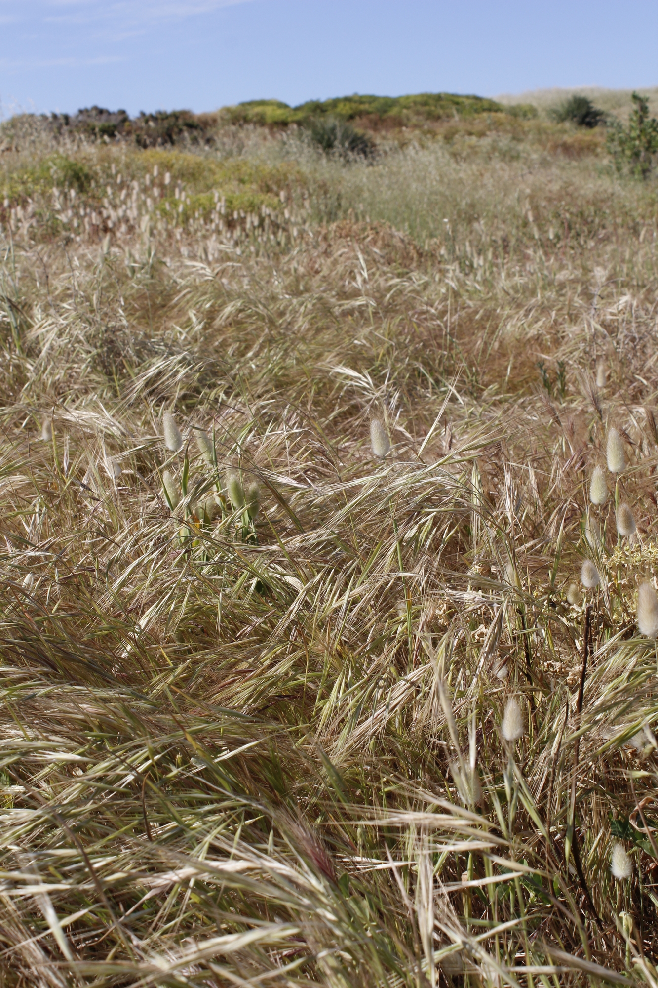 Bromus diandrus