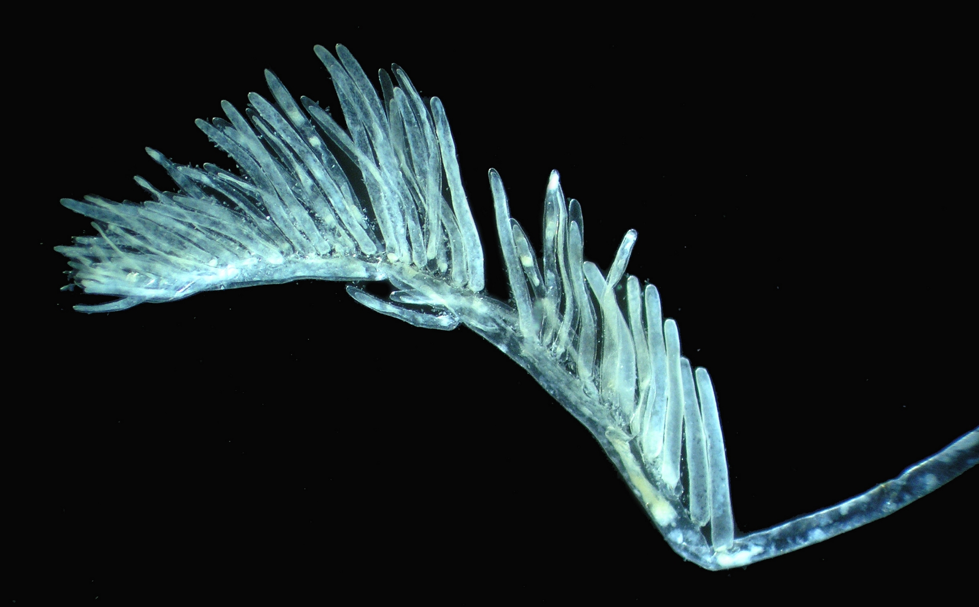 Bryopsis australis