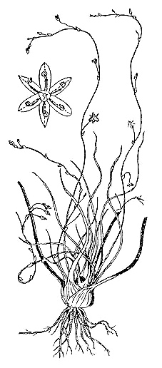 Bulbine alata