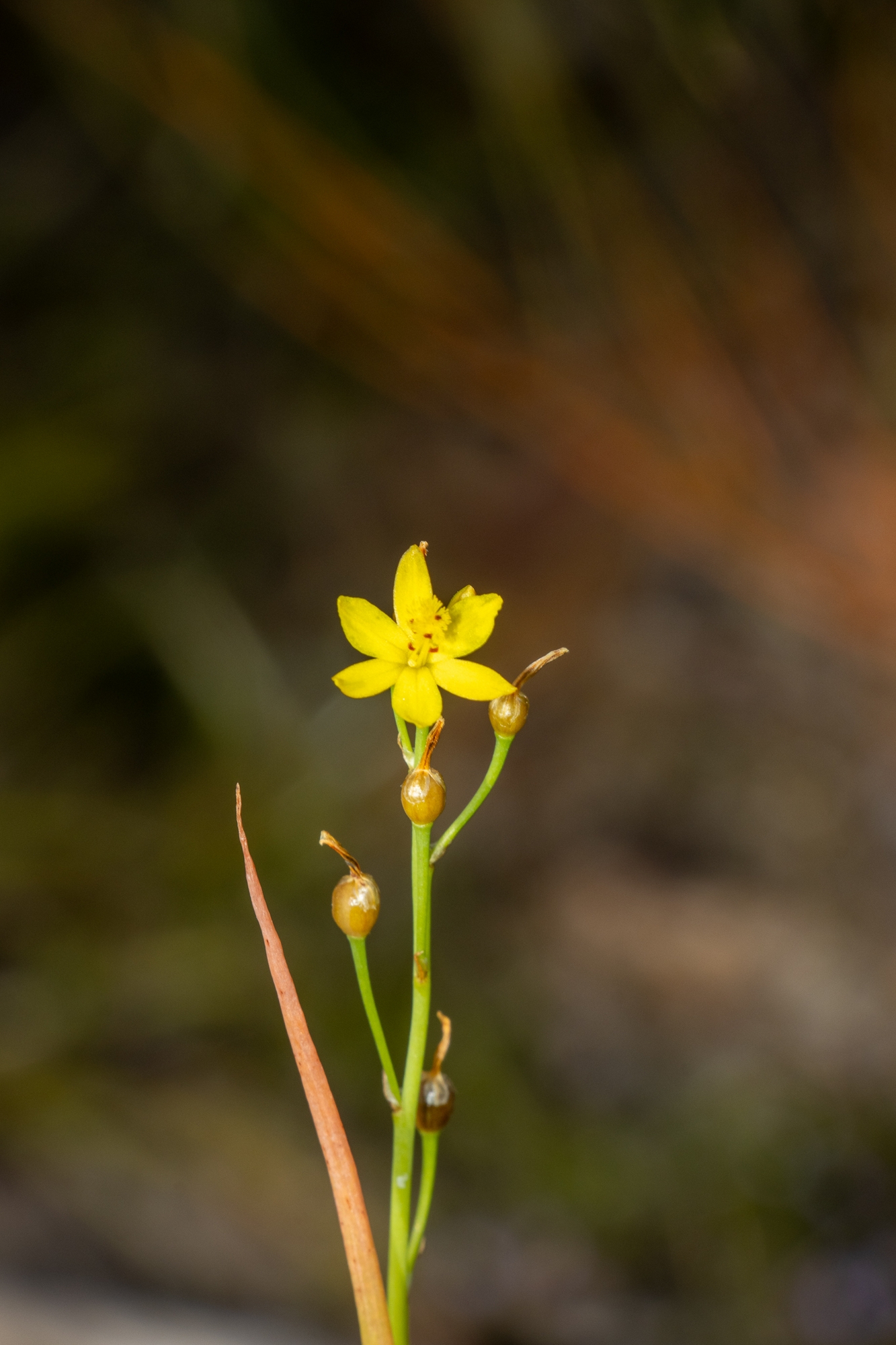 Bulbine semibarbata