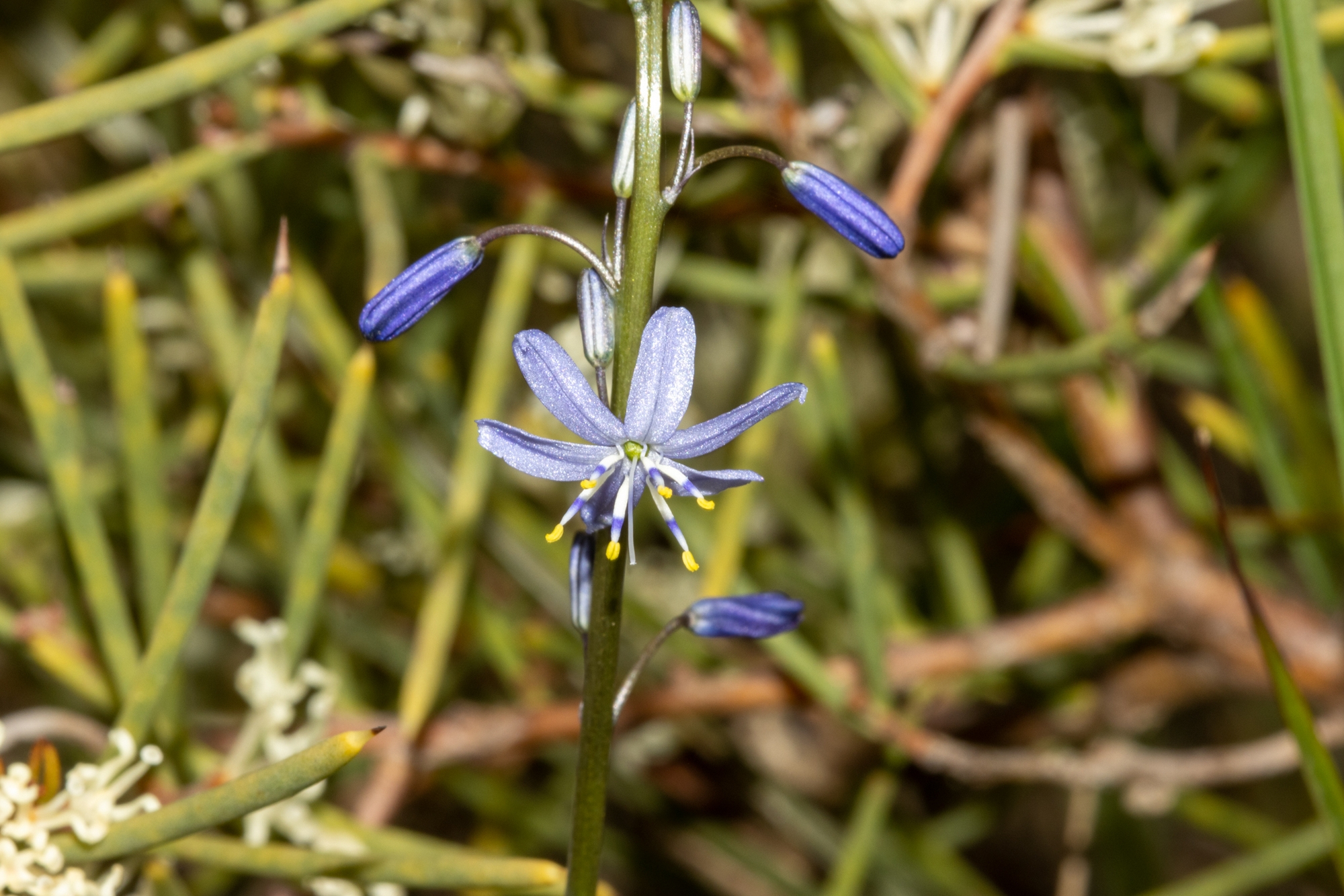 Caesia calliantha