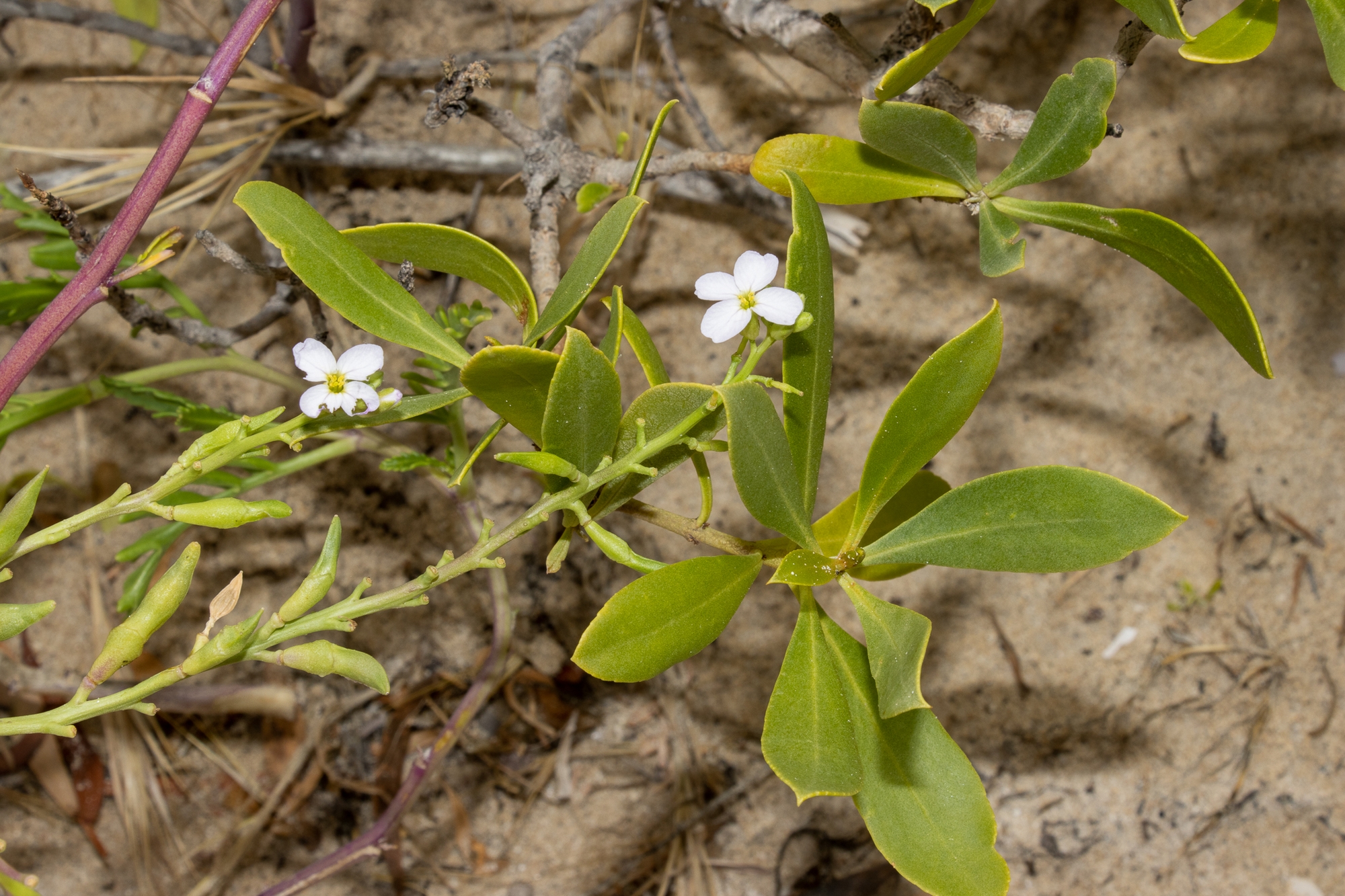 Cakile maritima subsp. maritima