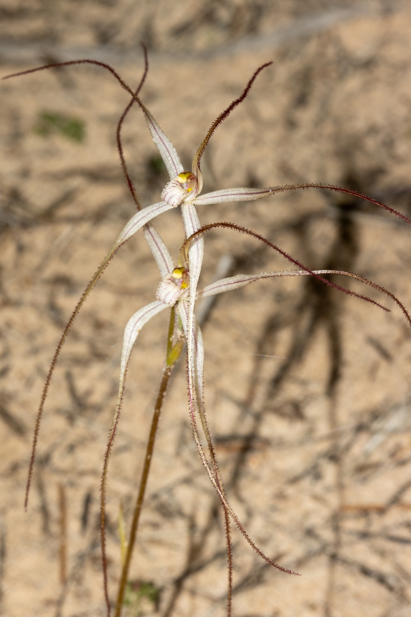 Caladenia capillata