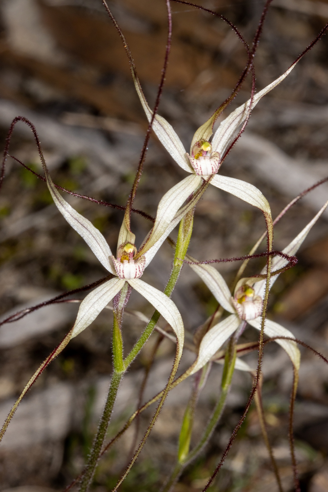 Caladenia capillata