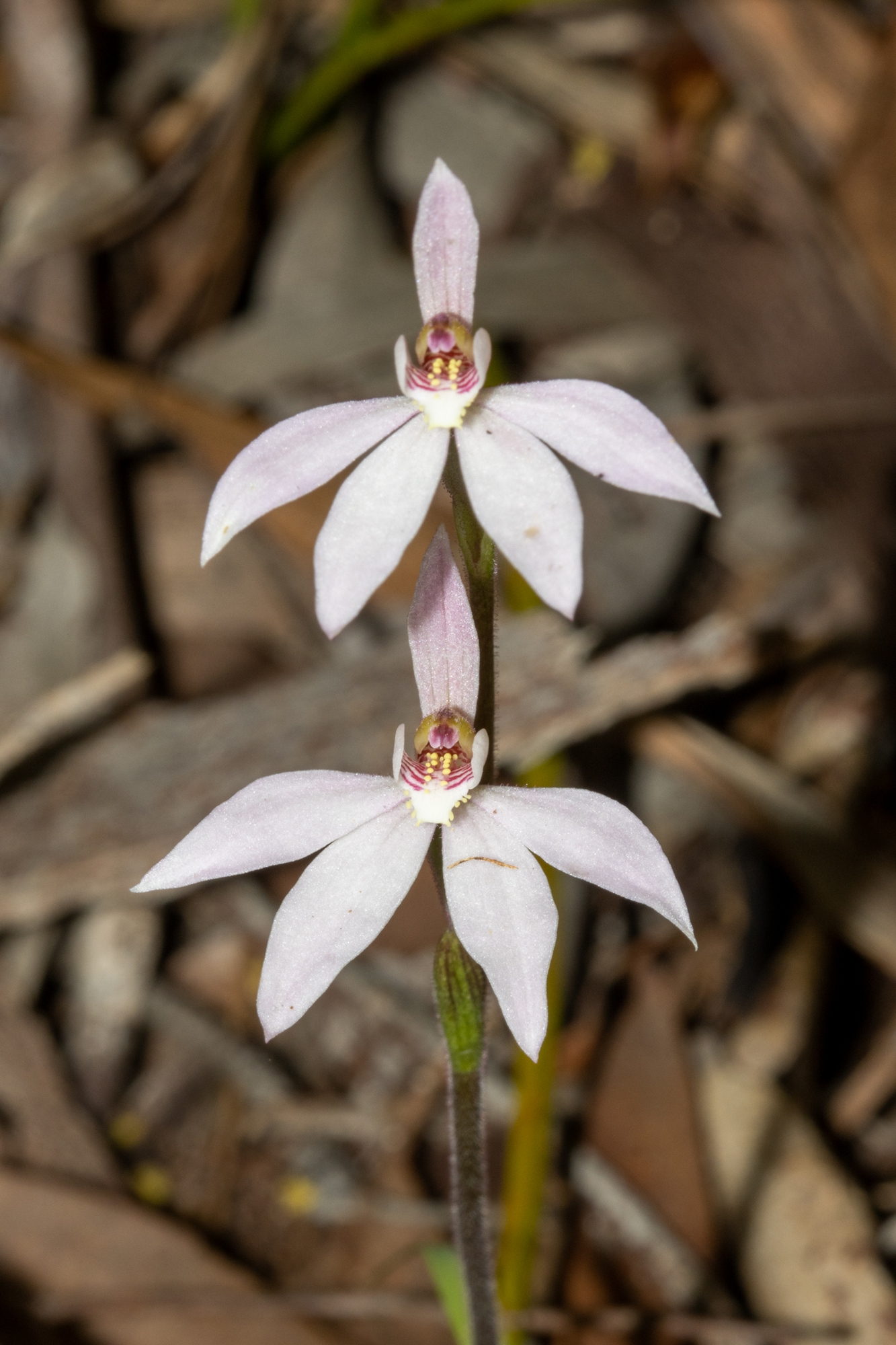 Caladenia carnea