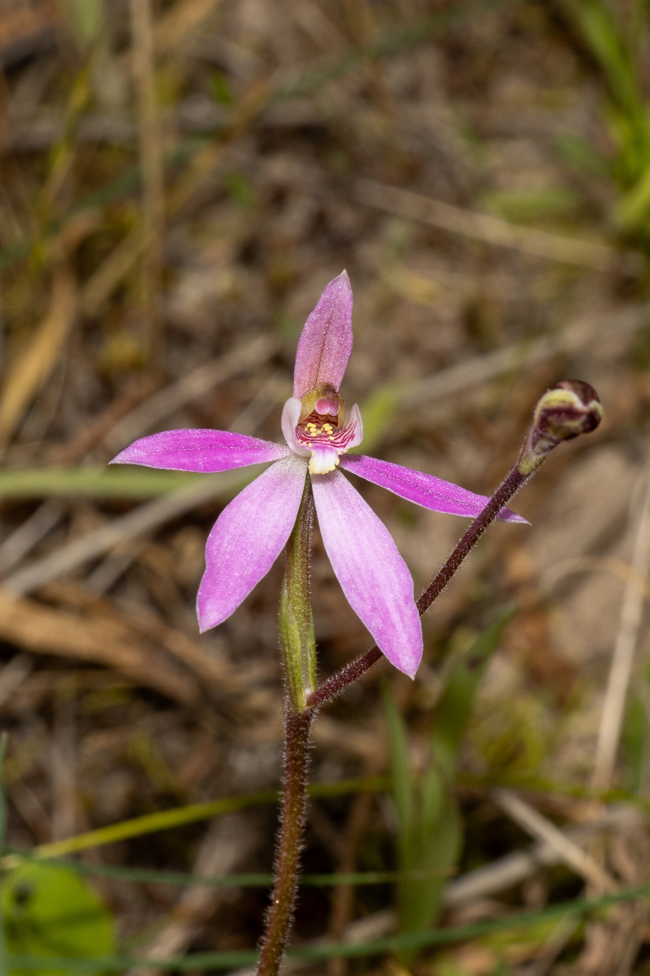 Caladenia carnea