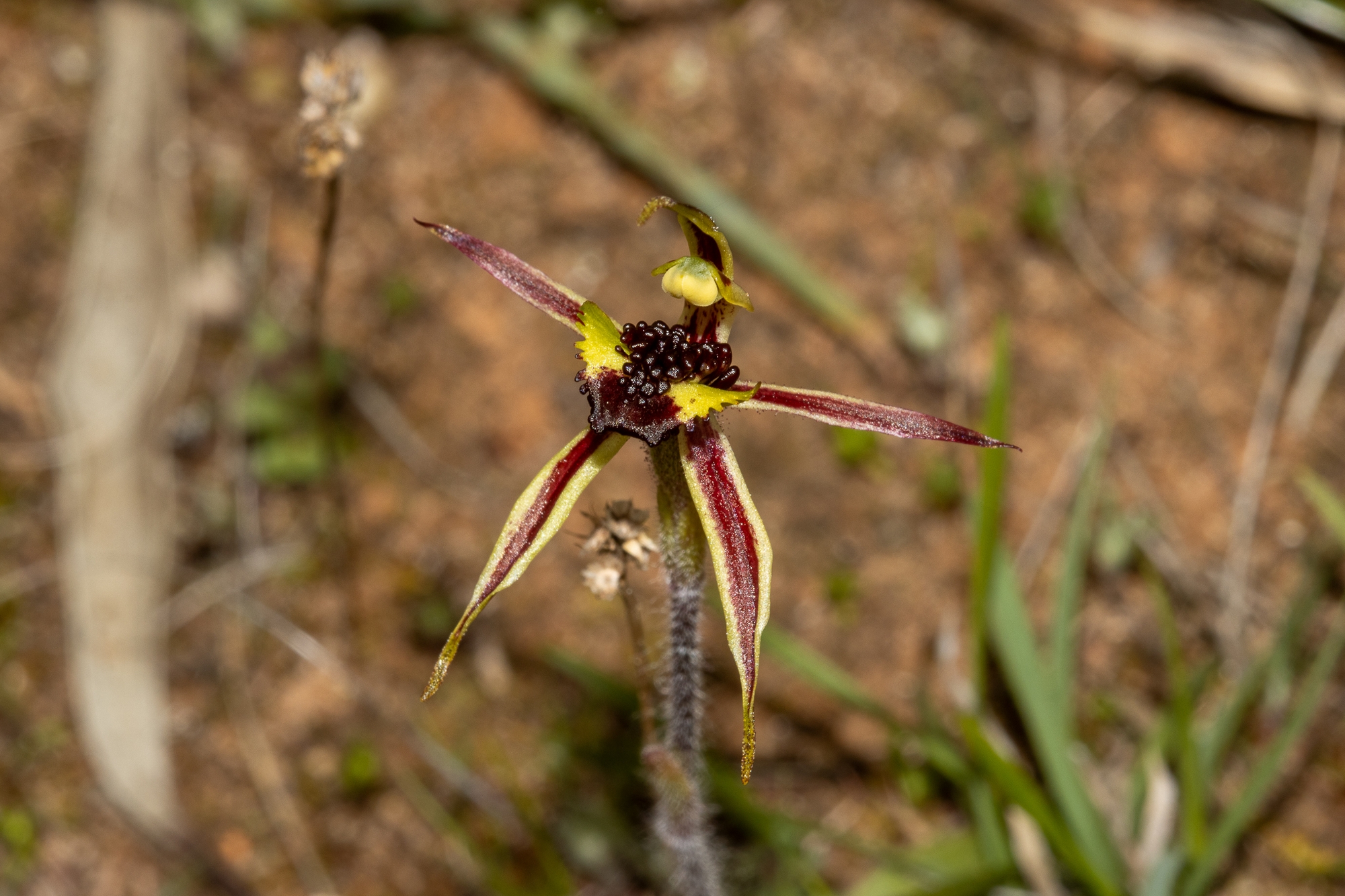 Caladenia conferta
