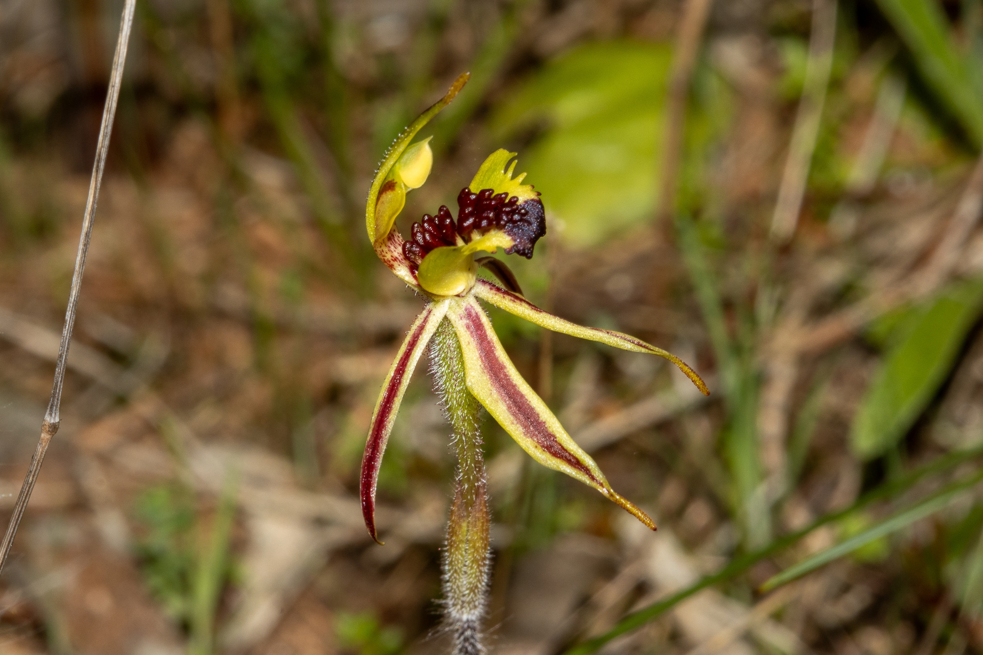 Caladenia conferta