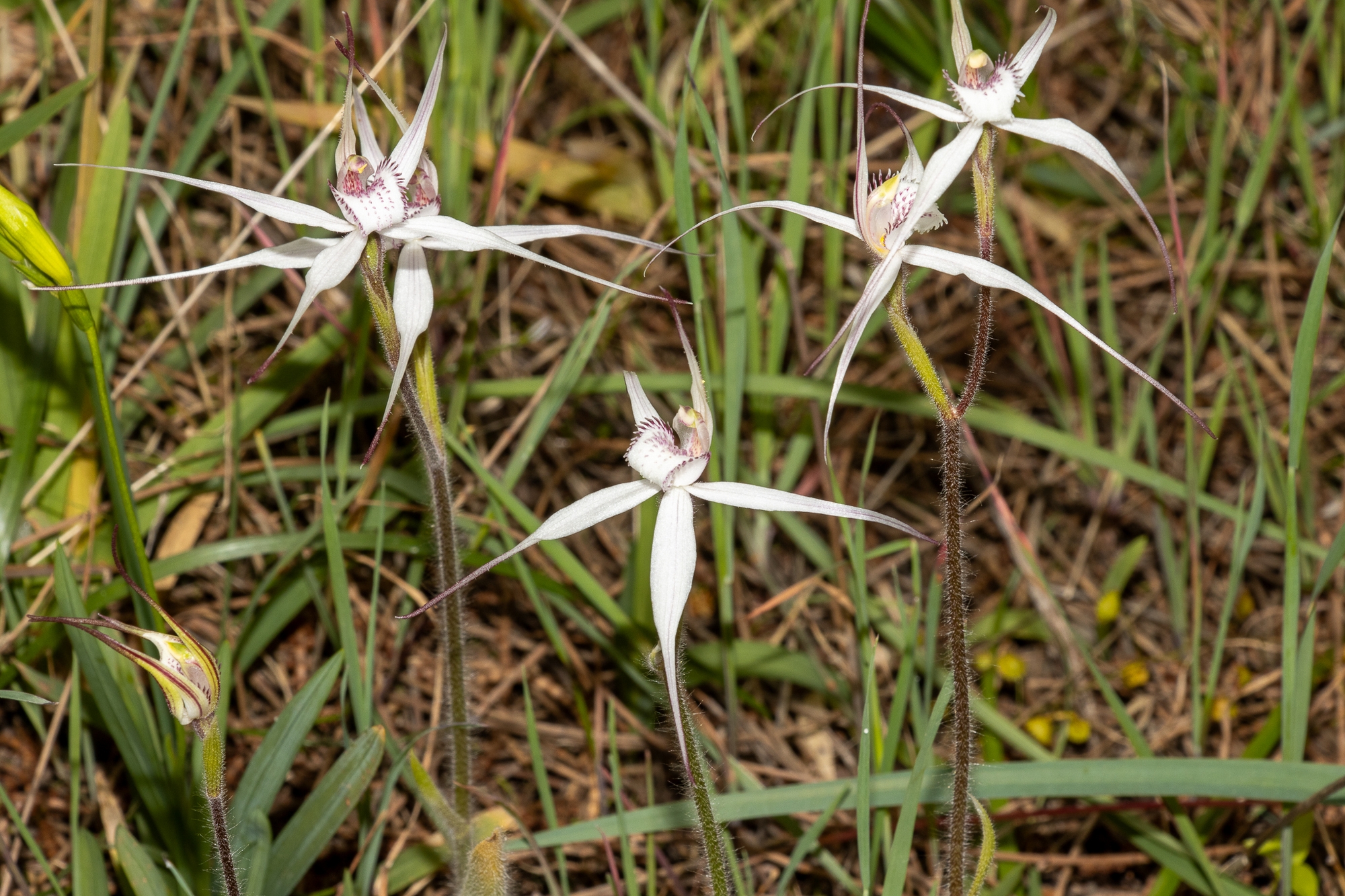 Caladenia intuta