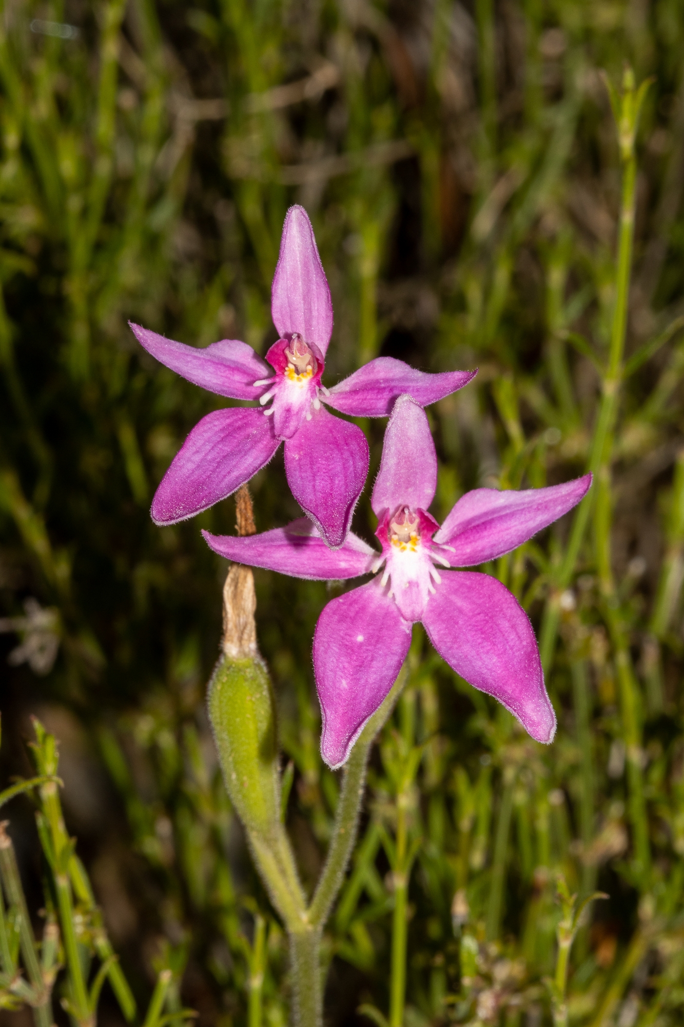 Caladenia latifolia
