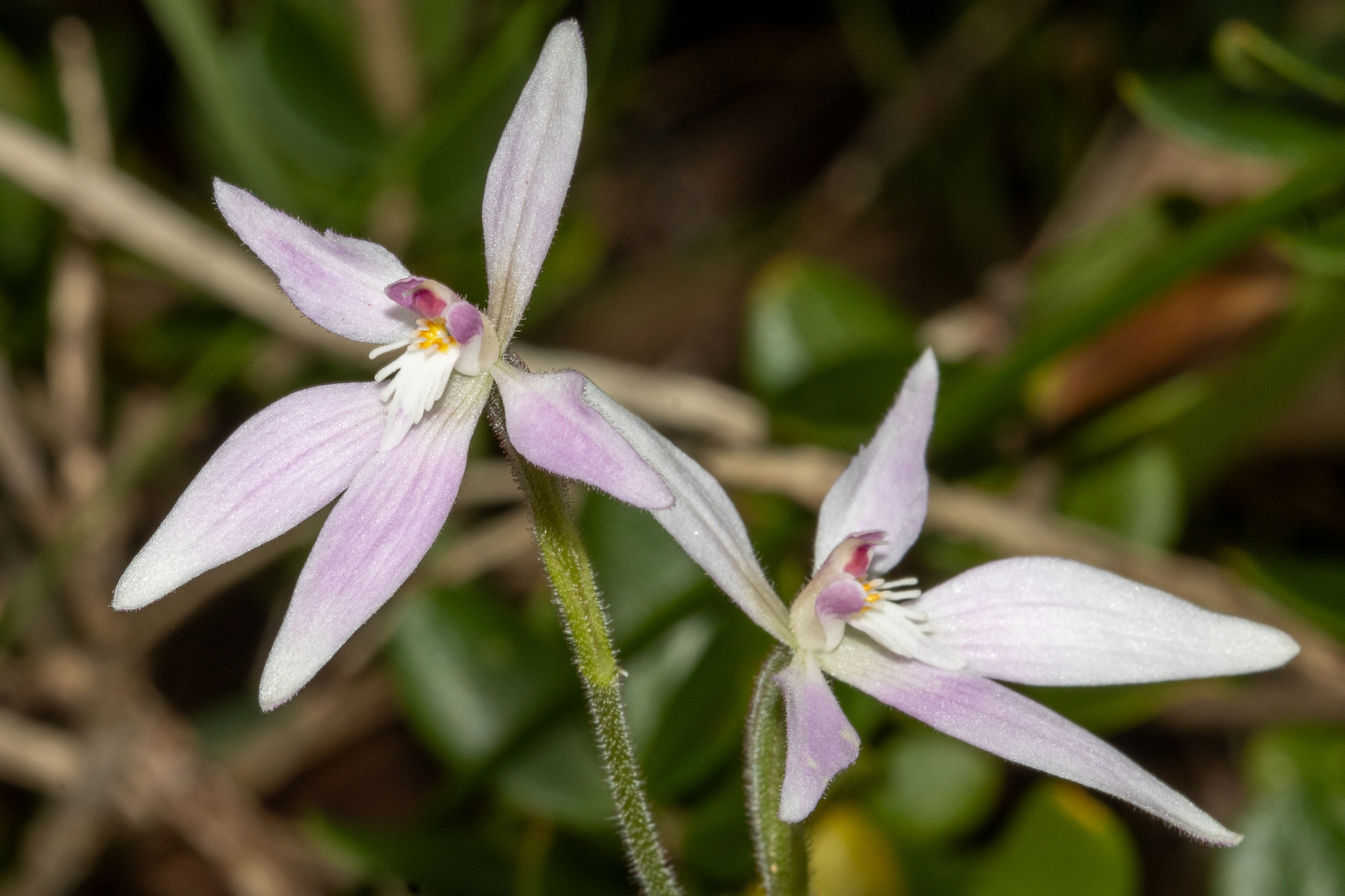 Caladenia latifolia