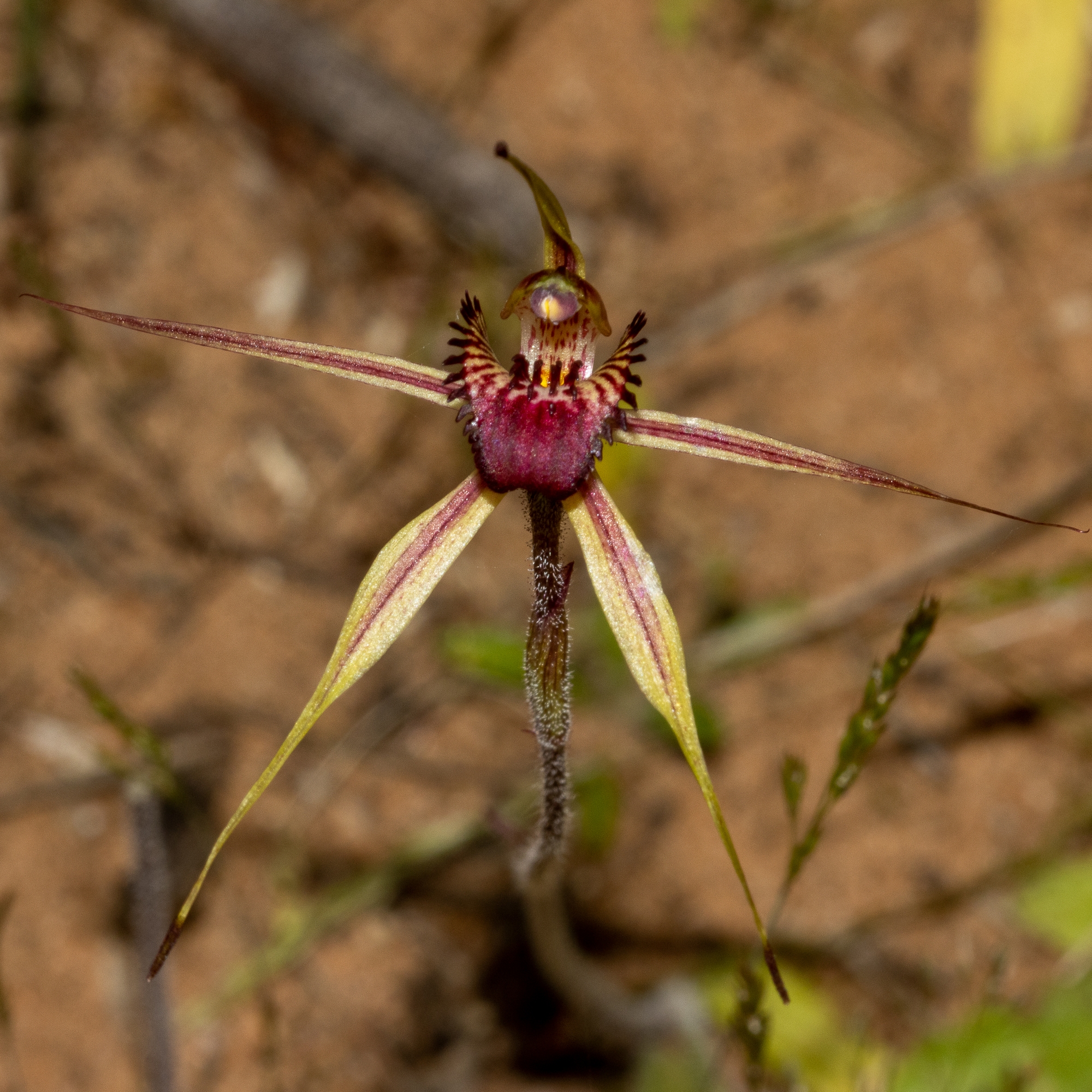 Caladenia strigosa
