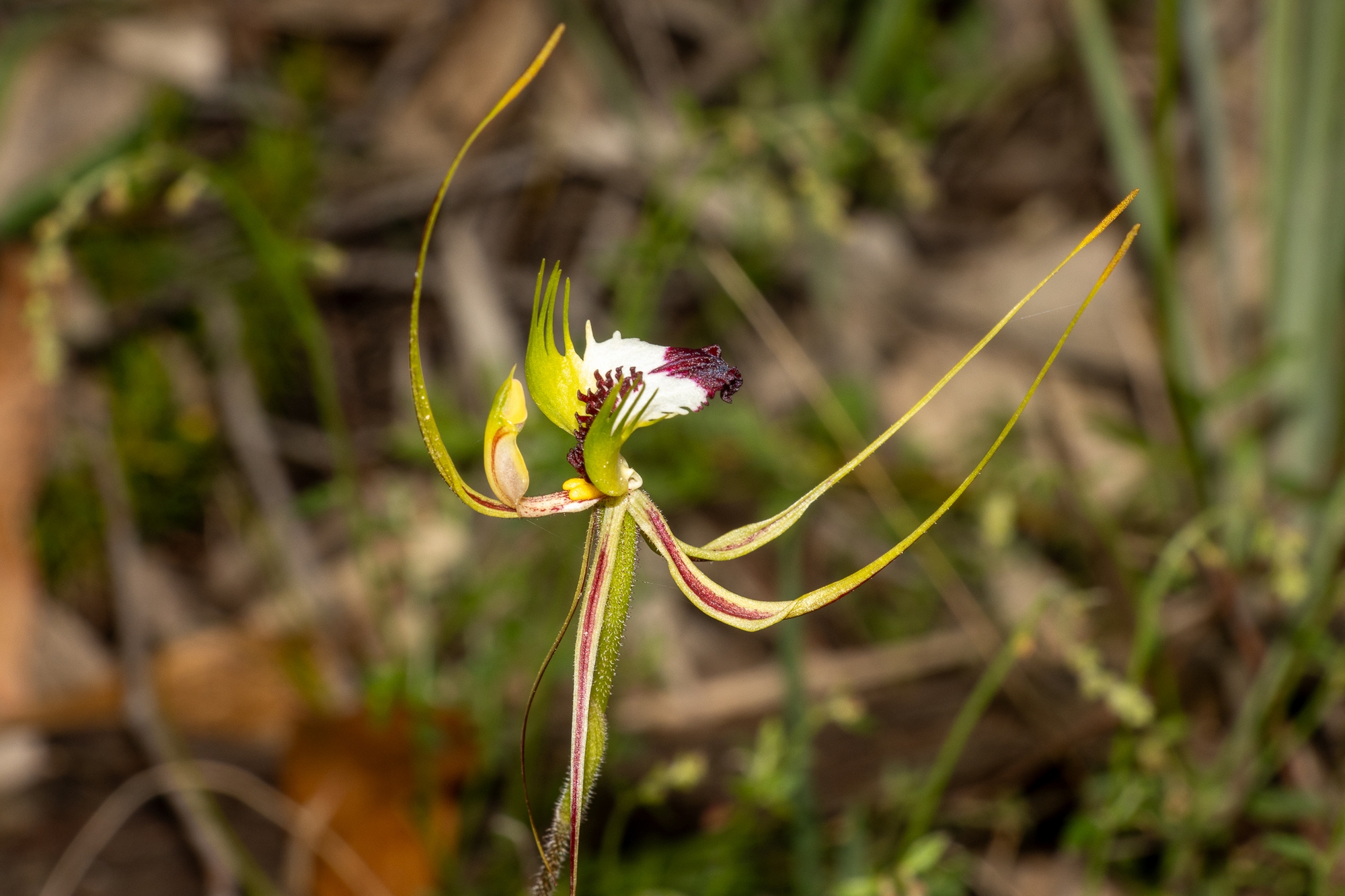 Caladenia tentaculata