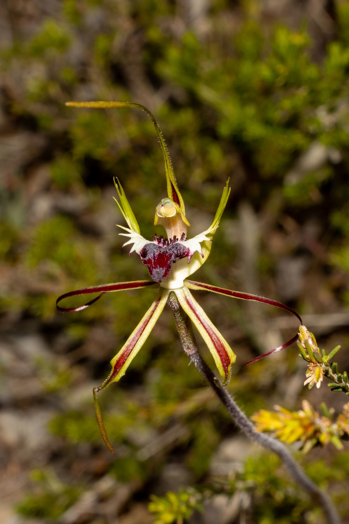 Caladenia tentaculata