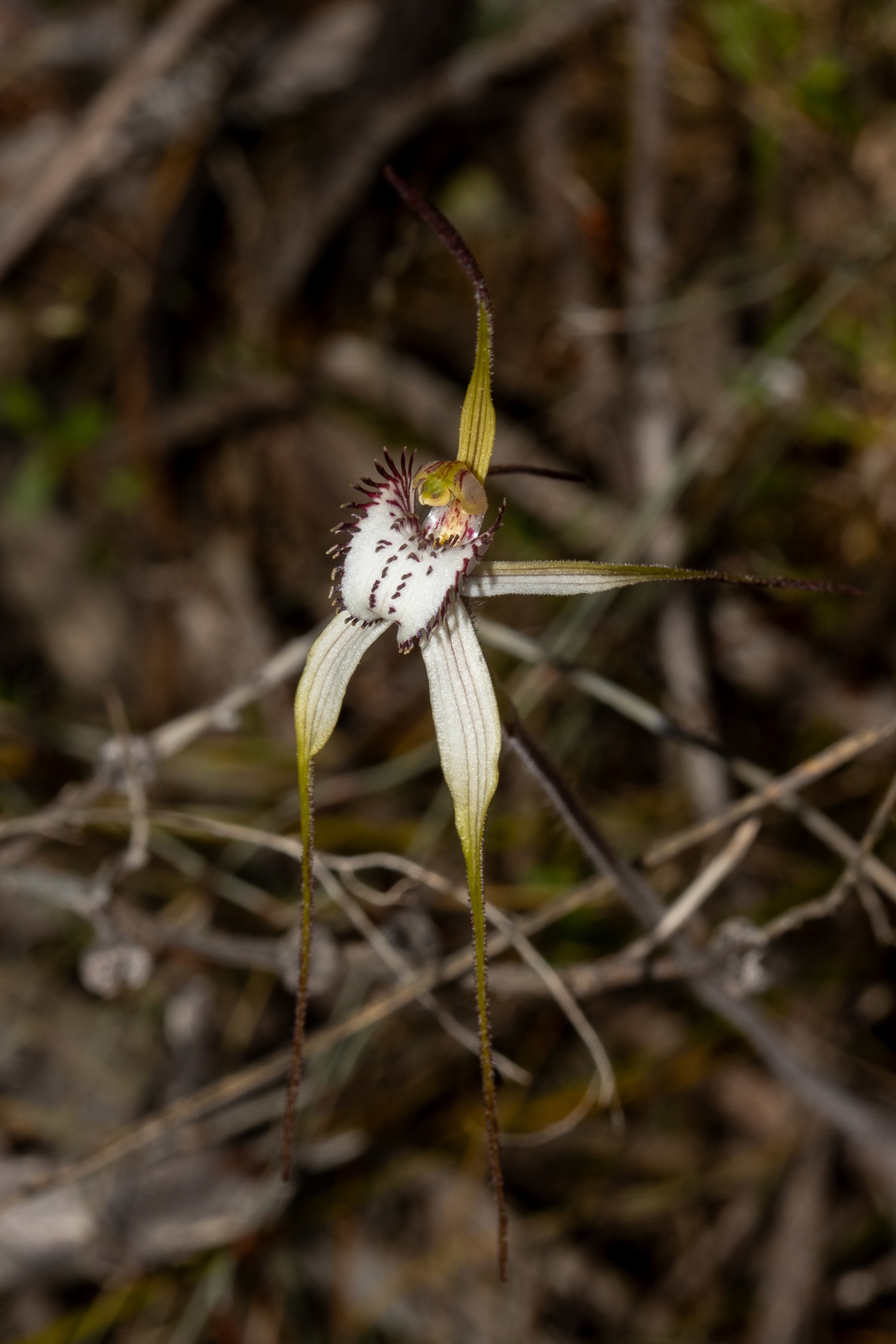Caladenia venusta
