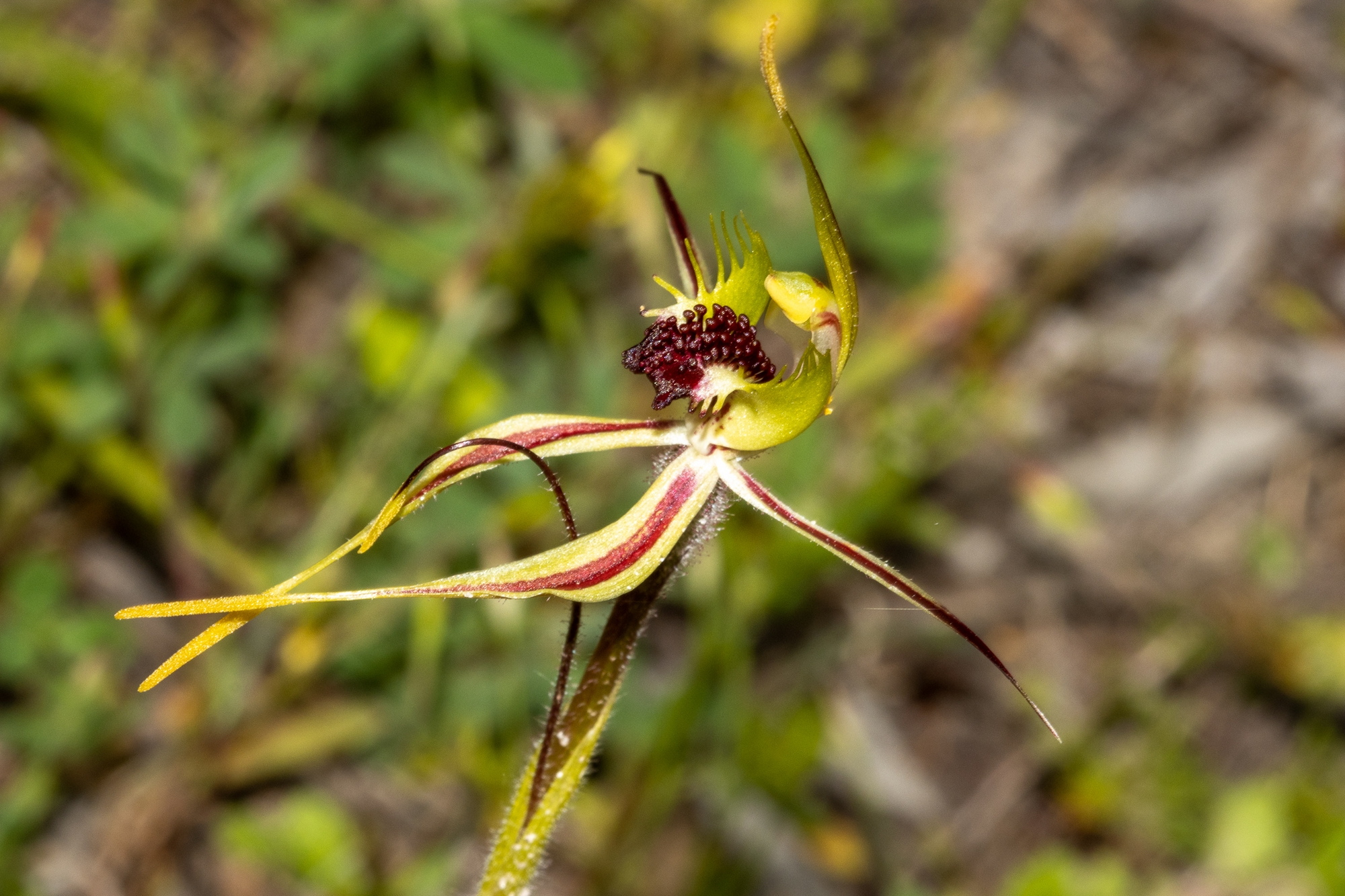 Caladenia verrucosa