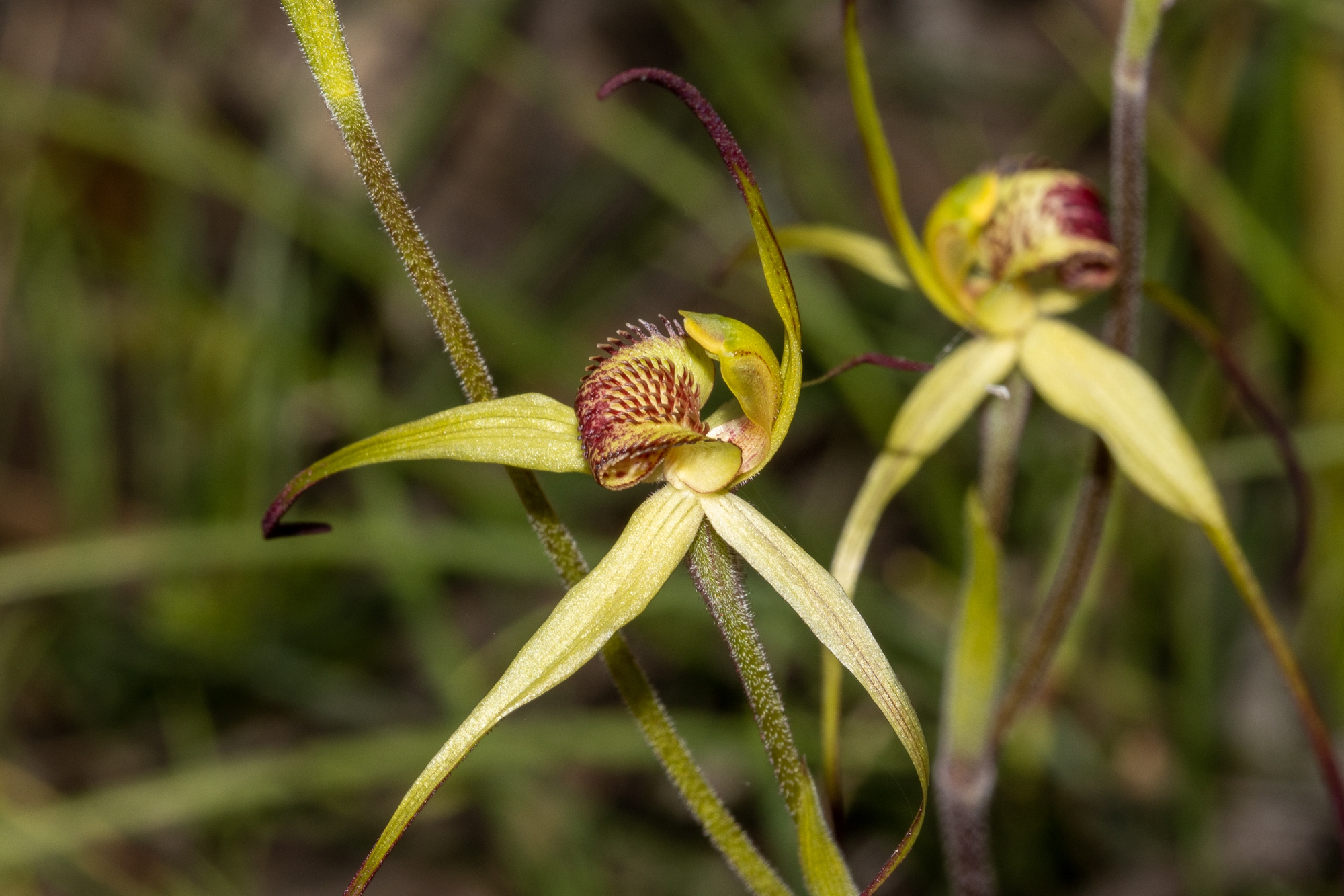 Caladenia woolcockiorum