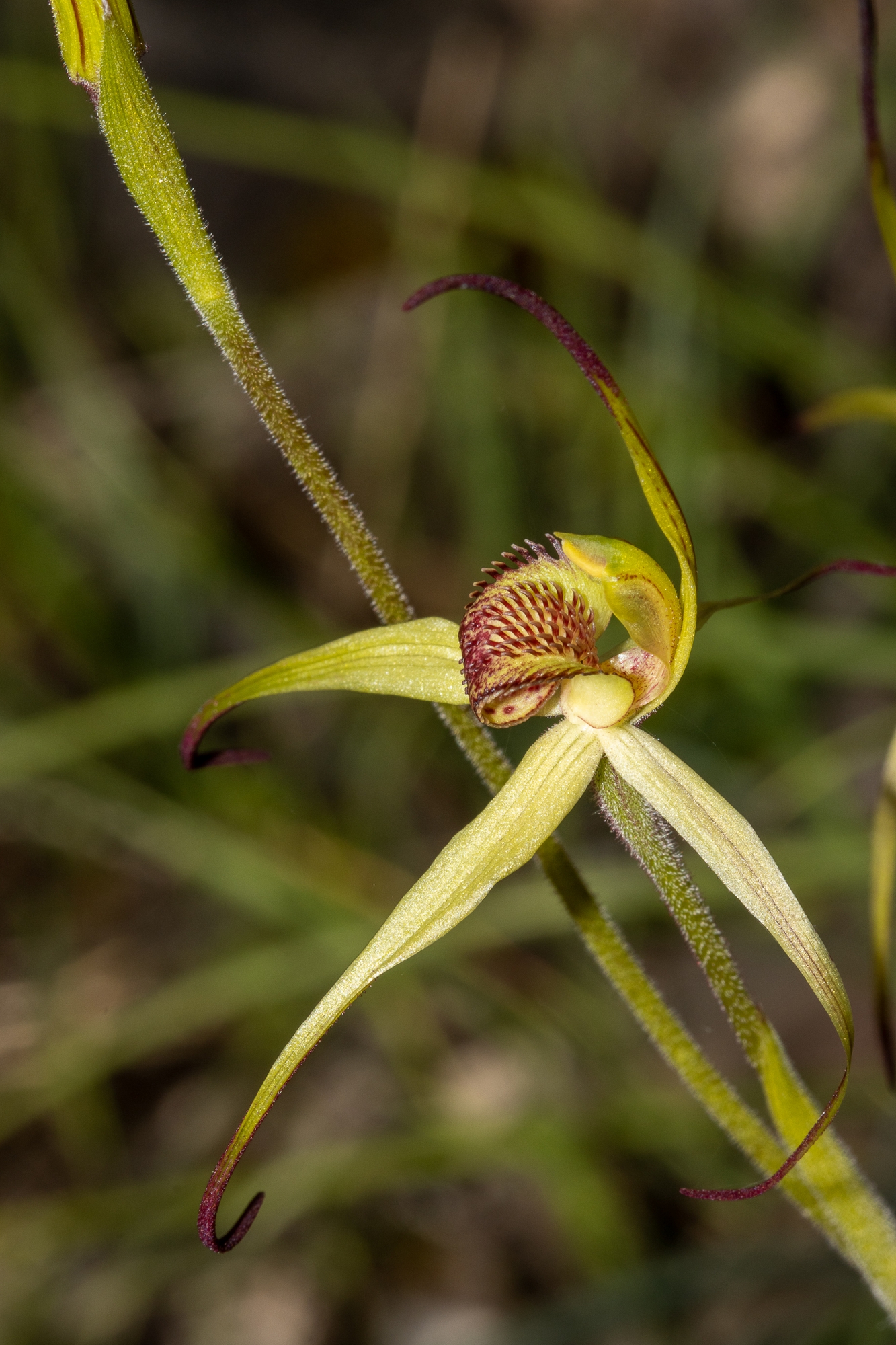 Caladenia woolcockiorum