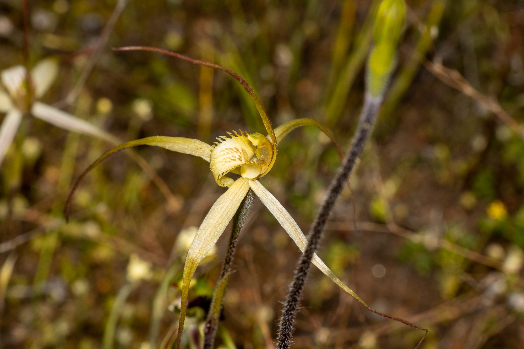 Caladenia zephyra