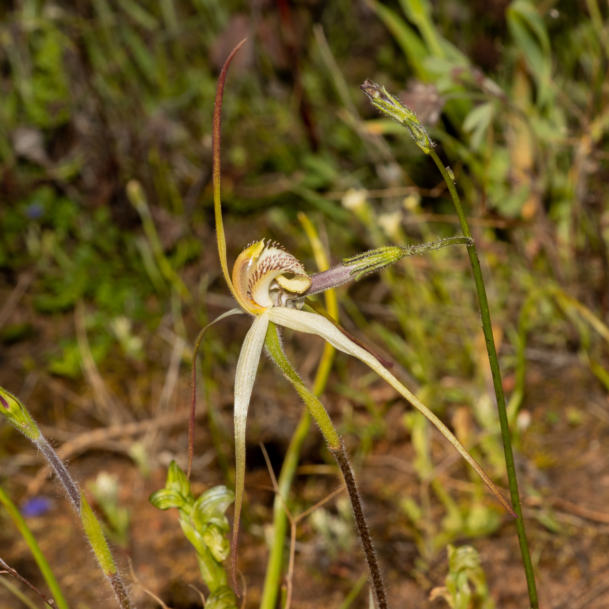 Caladenia zephyra