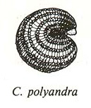 Calandrinia polyandra
