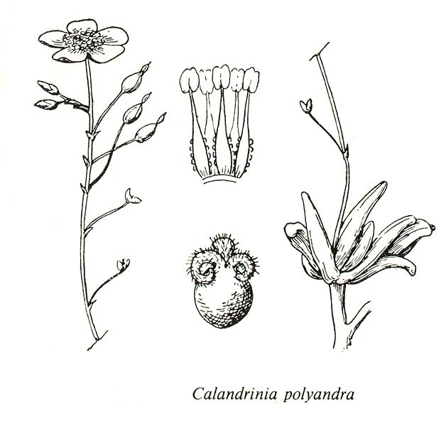 Calandrinia polyandra