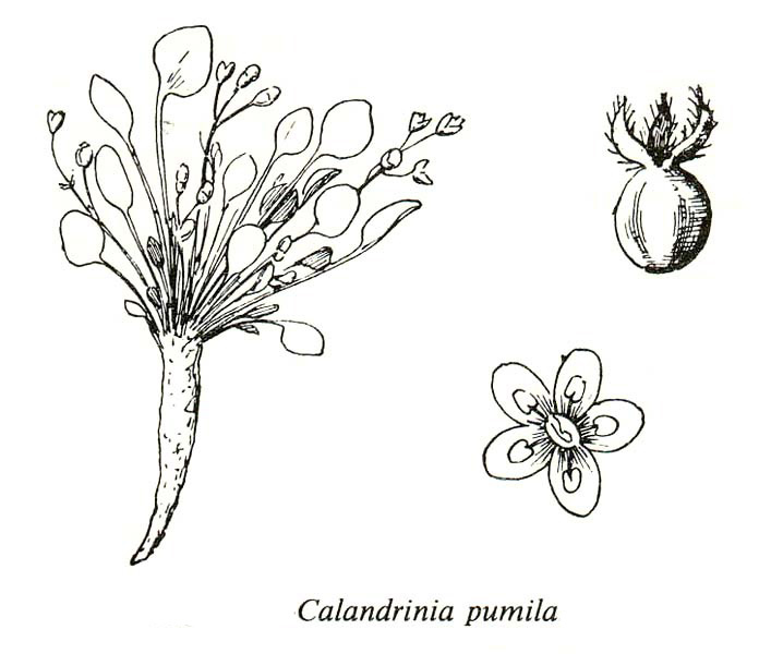 Calandrinia pumila