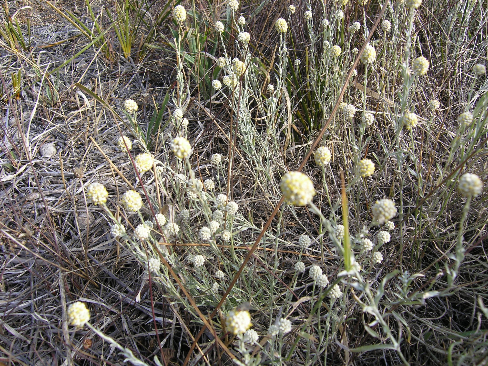 Calocephalus lacteus