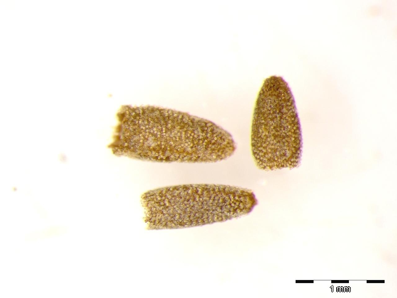 Calocephalus lacteus