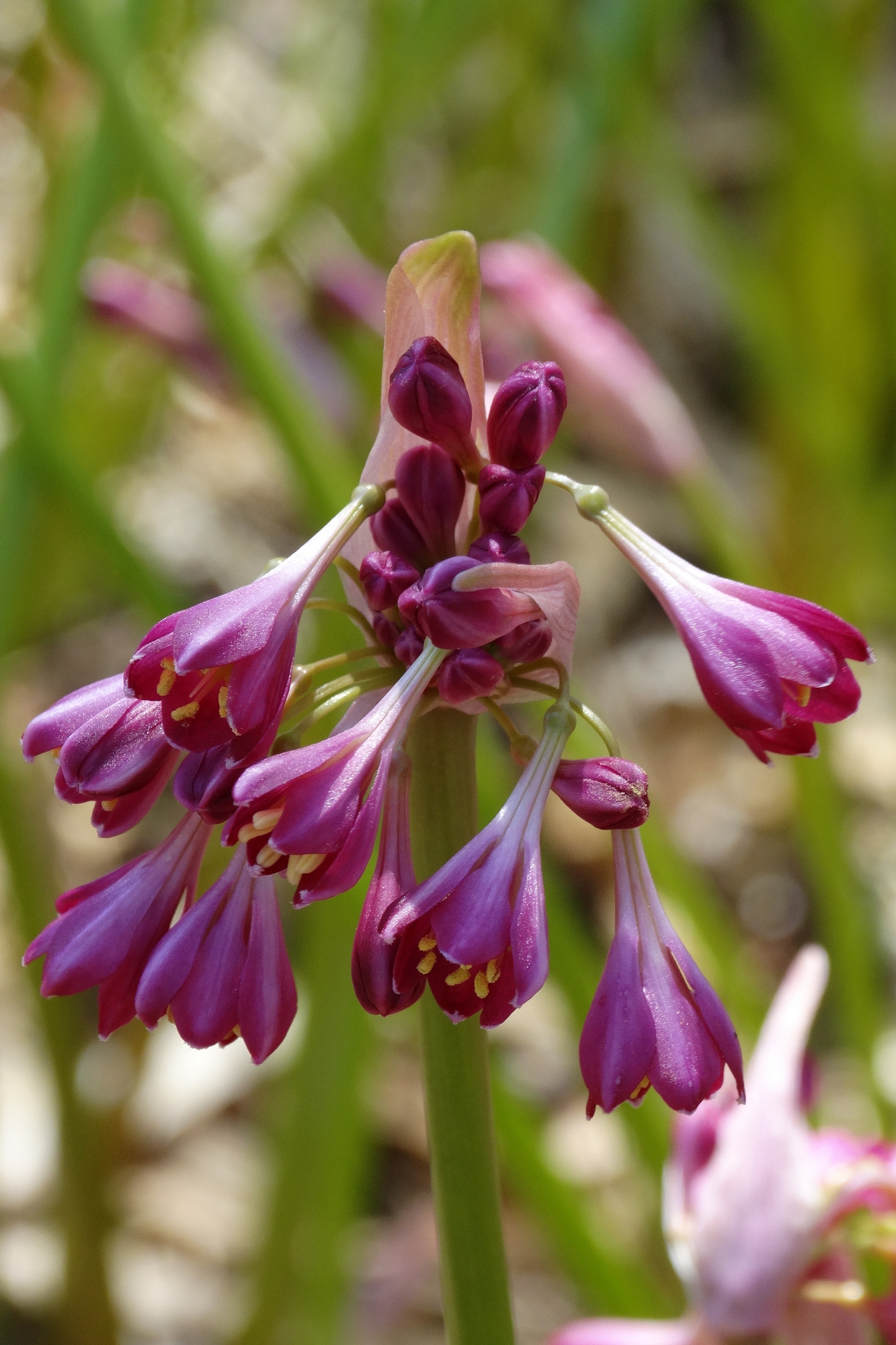 Calostemma purpureum