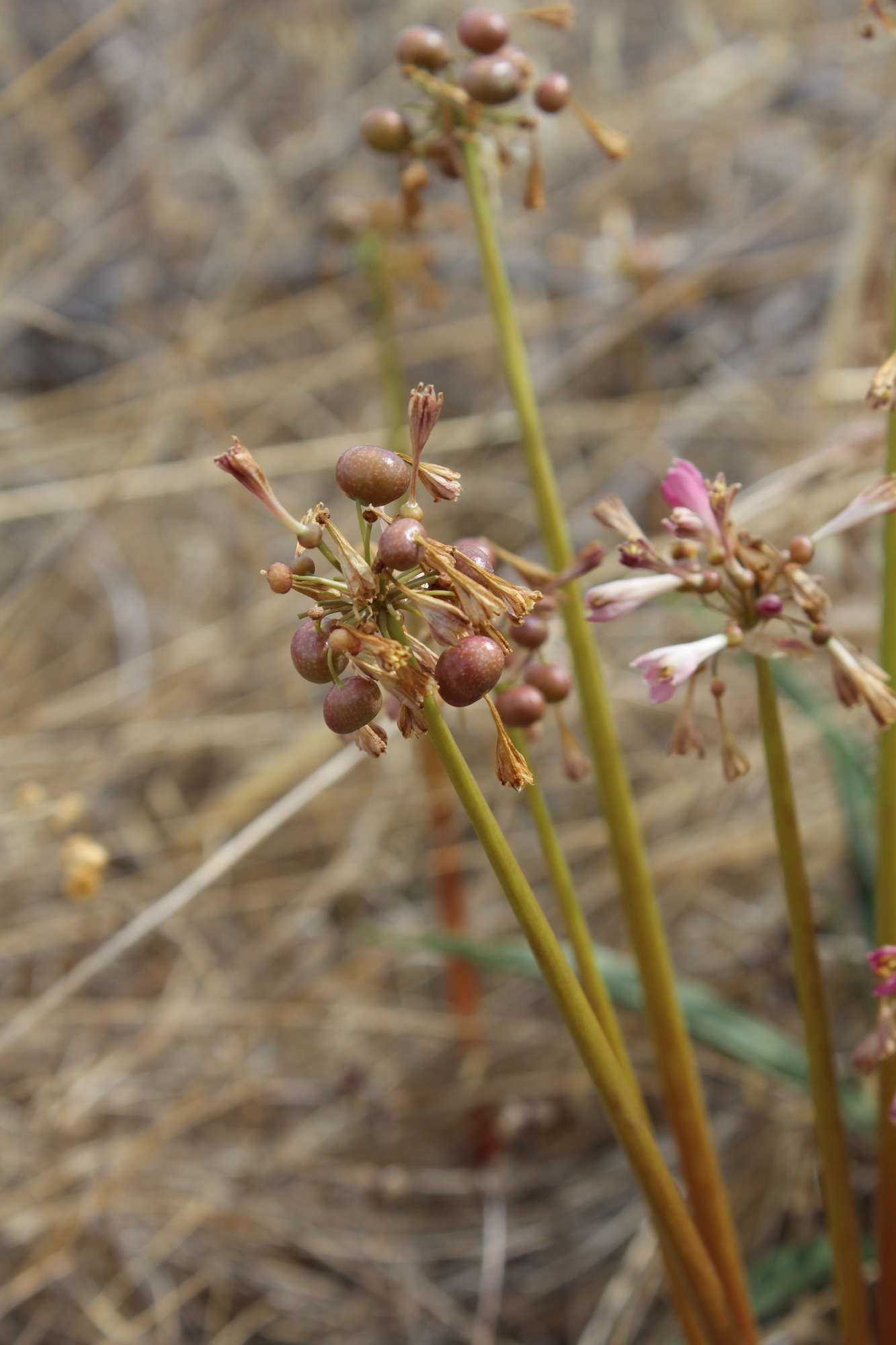 Calostemma purpureum
