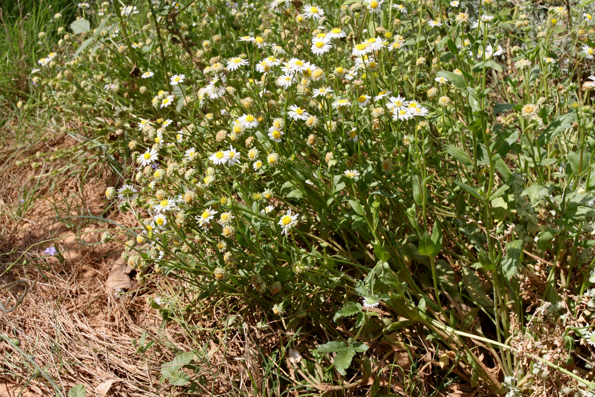 Calotis scabiosifolia var. scabiosifolia