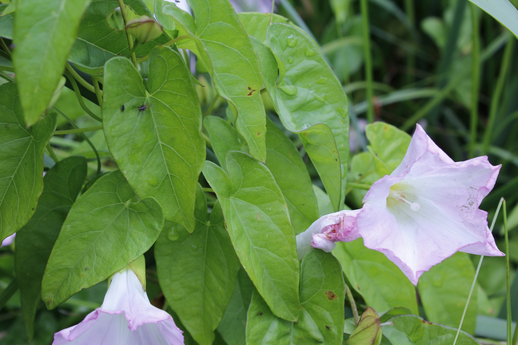 Calystegia sepium
