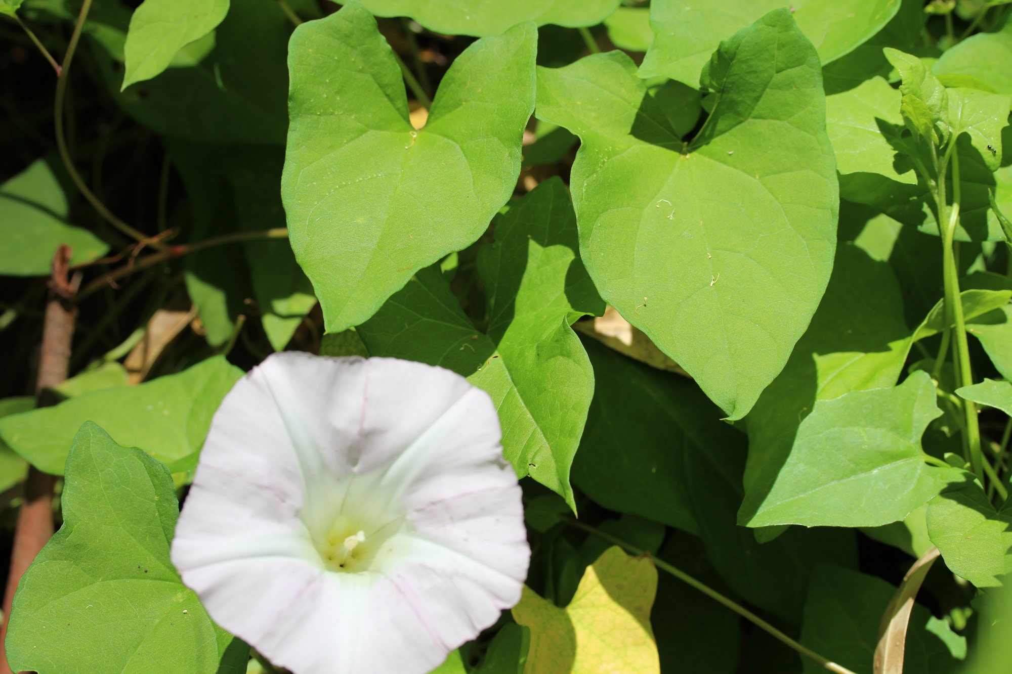 Calystegia silvatica subsp. silvatica